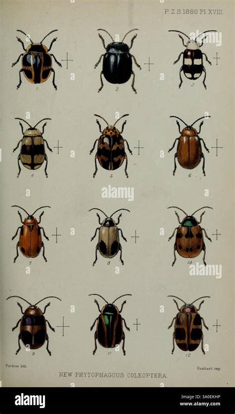 Twelve Distinct Illustrations Of Various Species Of Beetles Hi Res