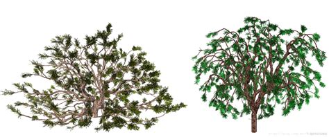 Python模拟植物生长 植物生长建模方法mob6454cc7d4112的技术博客51cto博客