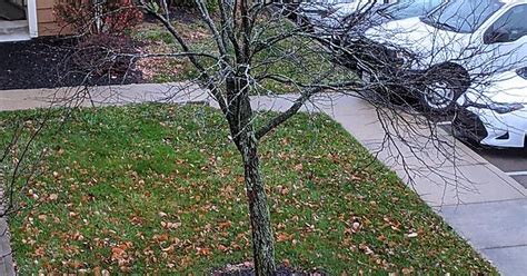 Ganoderma Tree Album On Imgur