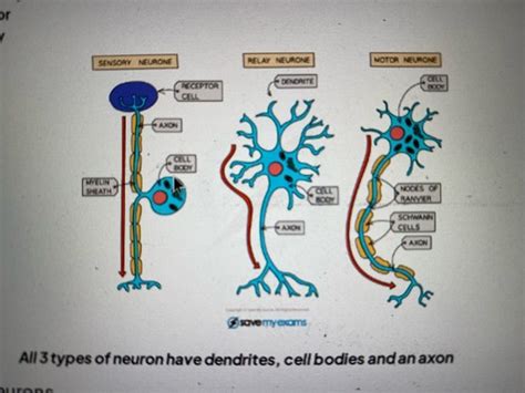 6 1 2 The Structure And Function Of Sensory Relay And Motor Neurons