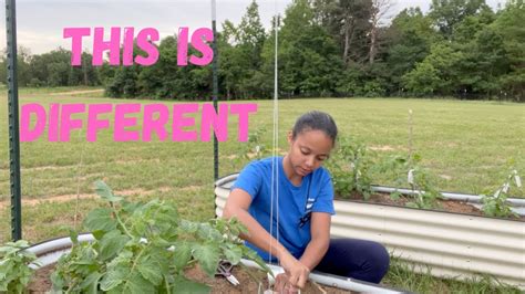 String Trellis For Tomatoes And Cucumbers Youtube