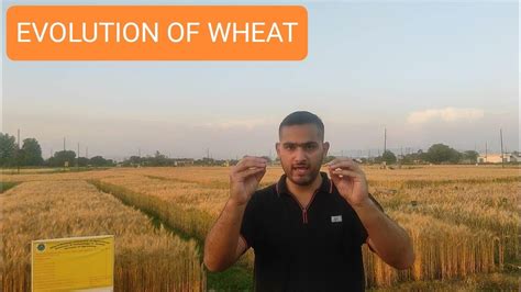 Evolution Of Wheat Triticum Aestivum Hexaploid Wheat Youtube
