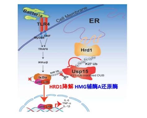 内质网定位的e3泛素连接酶hrd1调控巨噬细胞内炎症反应的分子机制 复旦大学脑科学转化研究院
