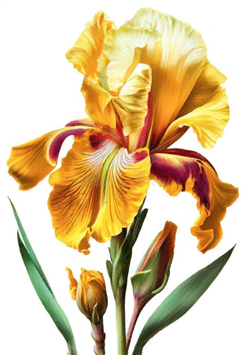 Yellow Iris Flower Drawing Isolated On White Background Watercolor