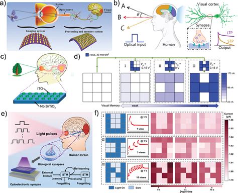 a schematic diagrams of the human visual system when a butterfly is