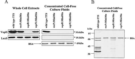 Transposon Insertions In Genes Encoding The Tts System Abolish