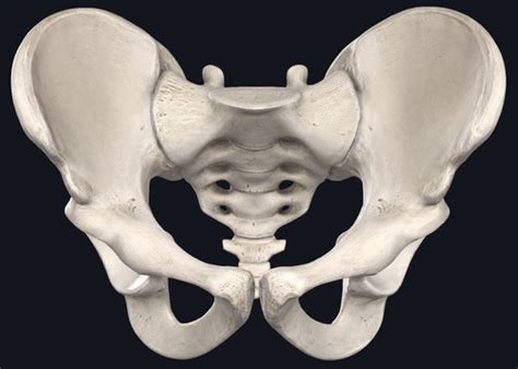 Lab Appendicular Skeleton II Flashcards Quizlet