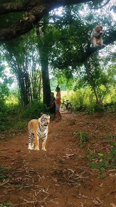 Open Leopard 🐆catching 😱vfxshortsvfxworld Monkey Wildlife Nature