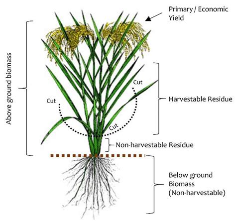 Generic Repartition Of The Above And Below Ground Biomass For Cereal