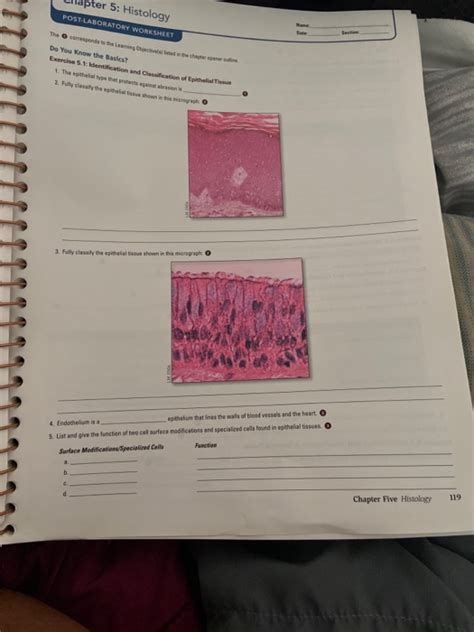 Solved Lapter 5 Histology POST LABORATORY WORKSHEET Set The Chegg