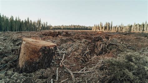 Trump Says He Wants To Plant A Trillion Trees While Opening Up Millio