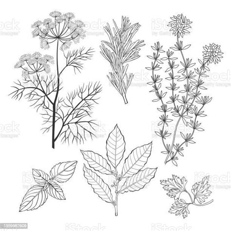 매운 허브 베이 백리향 파슬리 로즈마리 딜과 바질 흰색벡터 흑백 일러스트레이션 메뉴 장식 요리 카드 초대장에 적합합니다 0명에 대한 스톡 벡터 아트 및 기타 이미지 Istock