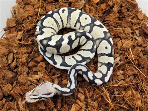 Pastel Dg Vpi Axanthic Het Hypo Ball Python By Morph Jungle