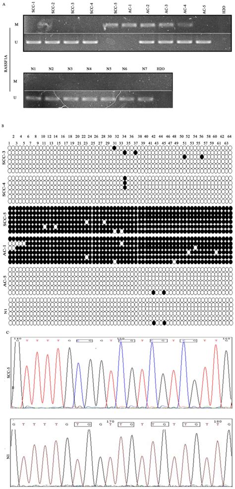 Hpv16 Oncogenes E6 Orand E7 May Influence The Methylation Status Of