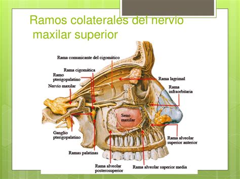 Anatomia Del Nervio Trigemino