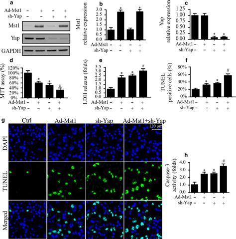 Mst1 Overexpression And Yap Knockdown Induce The Apoptosis Of Mdat 32 Download Scientific