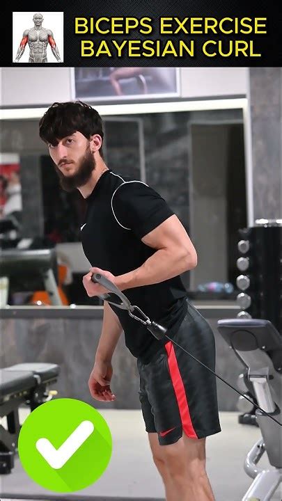 biceps exercise bayesian curl youtube