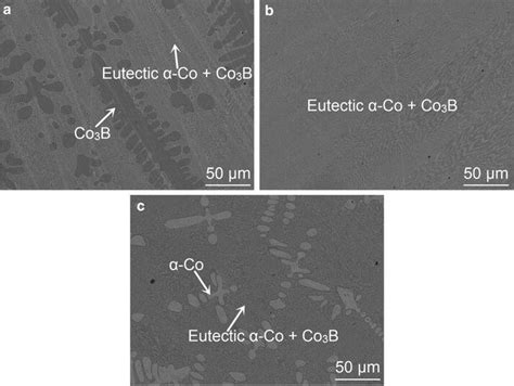 Equilibrium Solidification Microstructure Of Hypereutectic Co80b20 A Download Scientific