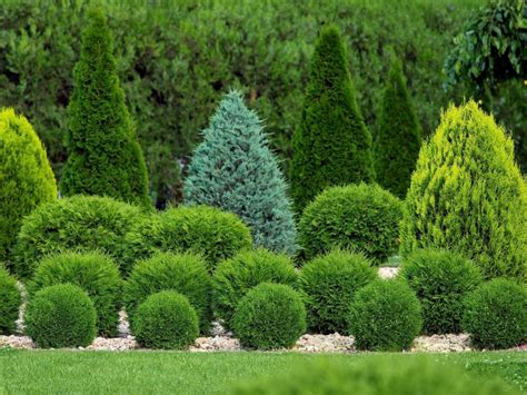 Reducing Height Of Conifer Tree Treeier