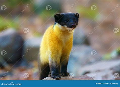 The Yellow Throated Marten Martes Flavigula Standing Ma A Tree Trunk In