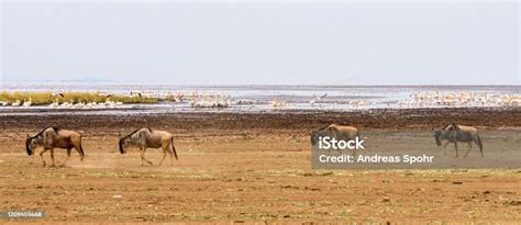 백 라운드에 큰 흰색 펠리컨 의 그룹 0명에 대한 스톡 사진 및 기타 이미지 Istock