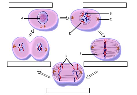 Mitosis Diagram Quizlet