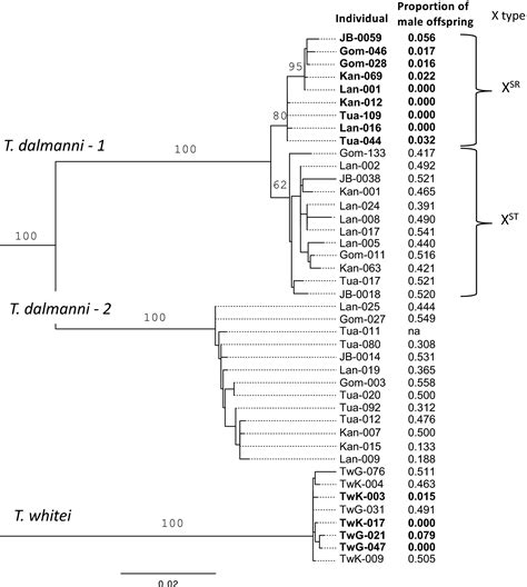 Contrasting Patterns Of X‐chromosome Divergence Underlie Multiple Sex