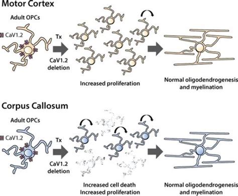 The Voltage Gated Calcium Channel CaV1 2 Promotes Adult Oligodendrocyte