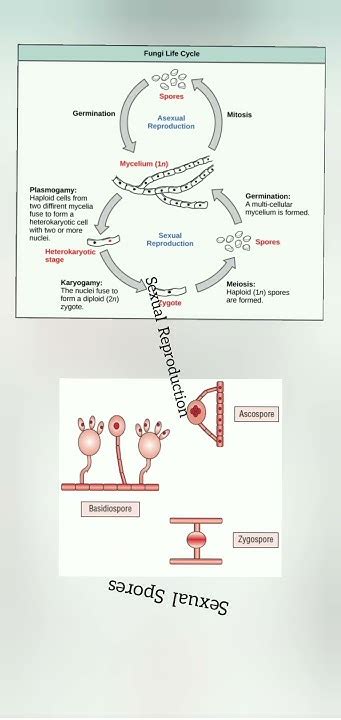 Reproduction In Fungipart 2bsc Biology Msc Botany Youtube