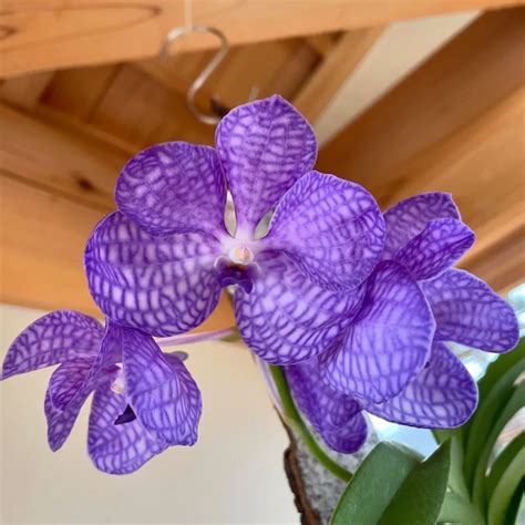 Plant Faqs Hibiscus Waimeae