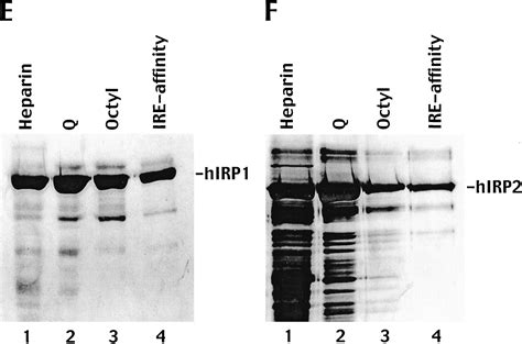 A High Capacity Rna Affinity Column For The Purification Of Human Irp1