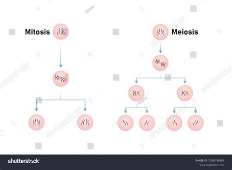 Mitosis Meiosis Scientific Design Vector Illustration Stock Vector Royalty Free 2389038985