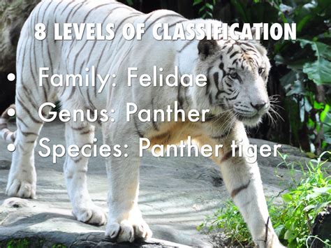 Levels Of Classification Tiger At Skye Milliner Blog
