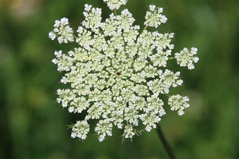 How To Tell The Difference Between Poison Hemlock And Queen Anne S Lace
