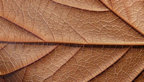 Premium Photo Leaf Texture Macro Background