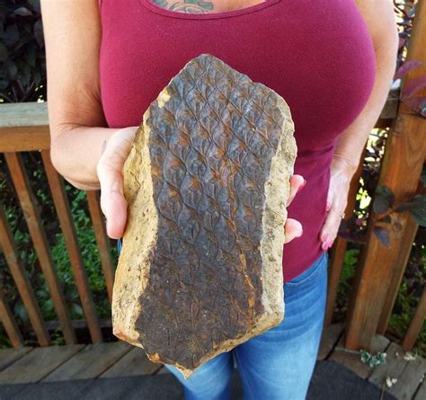 Detailed Fossil Tree Bark Lepidodendron From Pella Iowa 1819016897