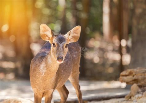 Young Siamese Eld Deer Thamin Brow Antlered Deer Cervus Eldi