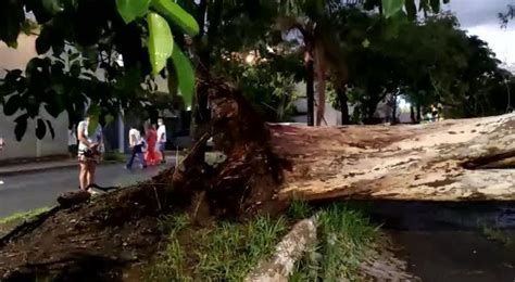 Árvore cai derruba poste e atinge carro e casa em BH diversas regiões