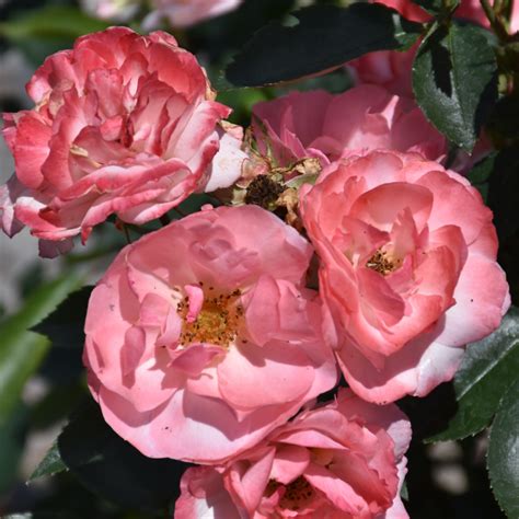 Calypso Rose Ship My Plants