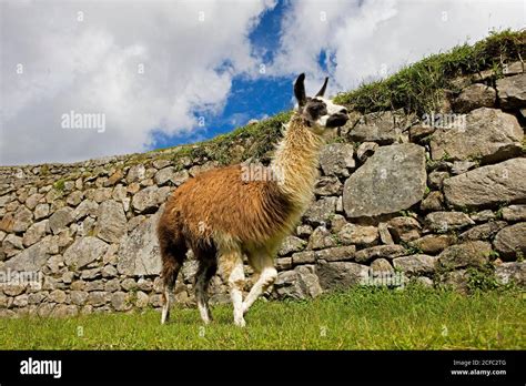 Llama Lama Glama At Machu Picchu The Lost City Of Incas Peru Stock
