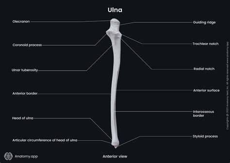 Ulna Anatomyapp