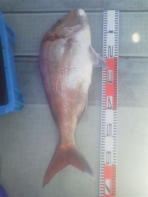 no title 釣り船新航丸の釣果情報