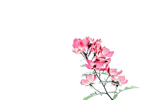 장미 배너 배경 꽃 자연 사진이미지일러스트캘리그라피 Muga작가