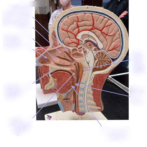 Upper Respiratory Tract Diagram Quizlet