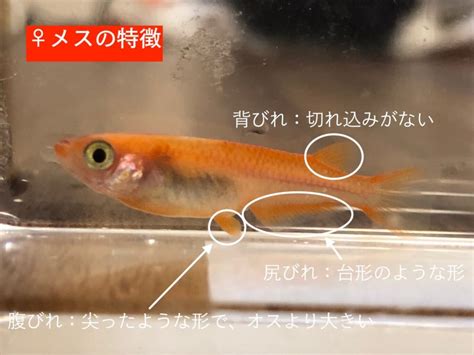 メダカのオスメスの見分け方！これで性別がわかる！ めだかやベース