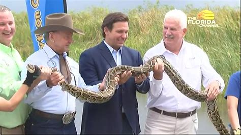 Desantis Announces Burmese Python Hunting Contest In Everglades