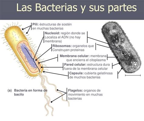 Esquema De Una Bacteria ¡fotos And Guía 2024