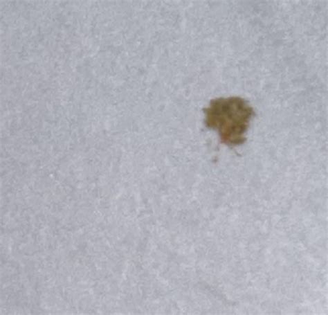 What Is This Tiny Bug Ive Been Finding All Over Rwhatsthisbug