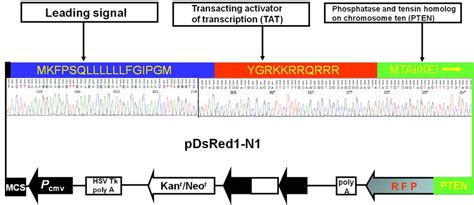 Structure Of Pten Expression Vector Plasmid Pdsred1n1 Was Used As The