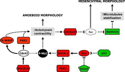 Interactions Among The Components Of Signaling Pathways Documented To